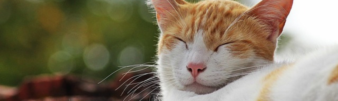 Shop Online & Raise Money For Four Paws Cat Rescue | Give as you Live ...