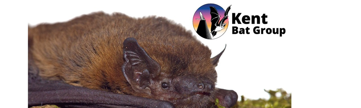 Shop Online & Raise Money For Kent Bat Group | Give as you Live Online